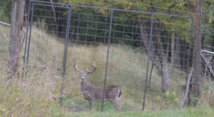 What Is Canned Shooting?