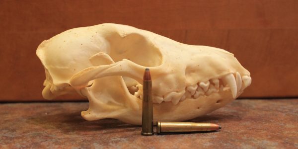 22 Hornet: A Small Cartridge With A Potent Sting