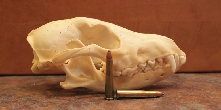 22 Hornet: A Small Cartridge With A Potent Sting