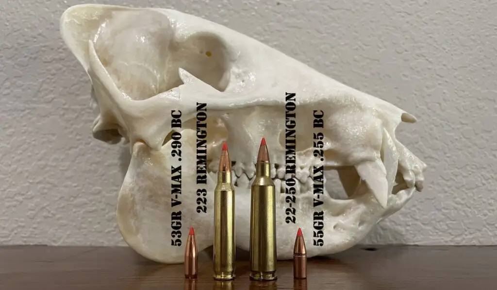 22-250 vs 223 Remington: Which is the best coyote caliber?